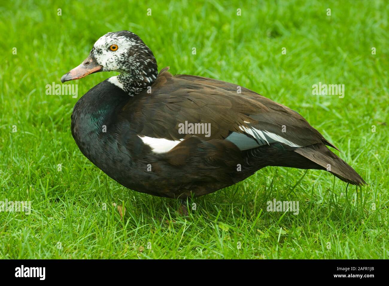 Wildfowl of assam hi-res stock photography and images - Alamy