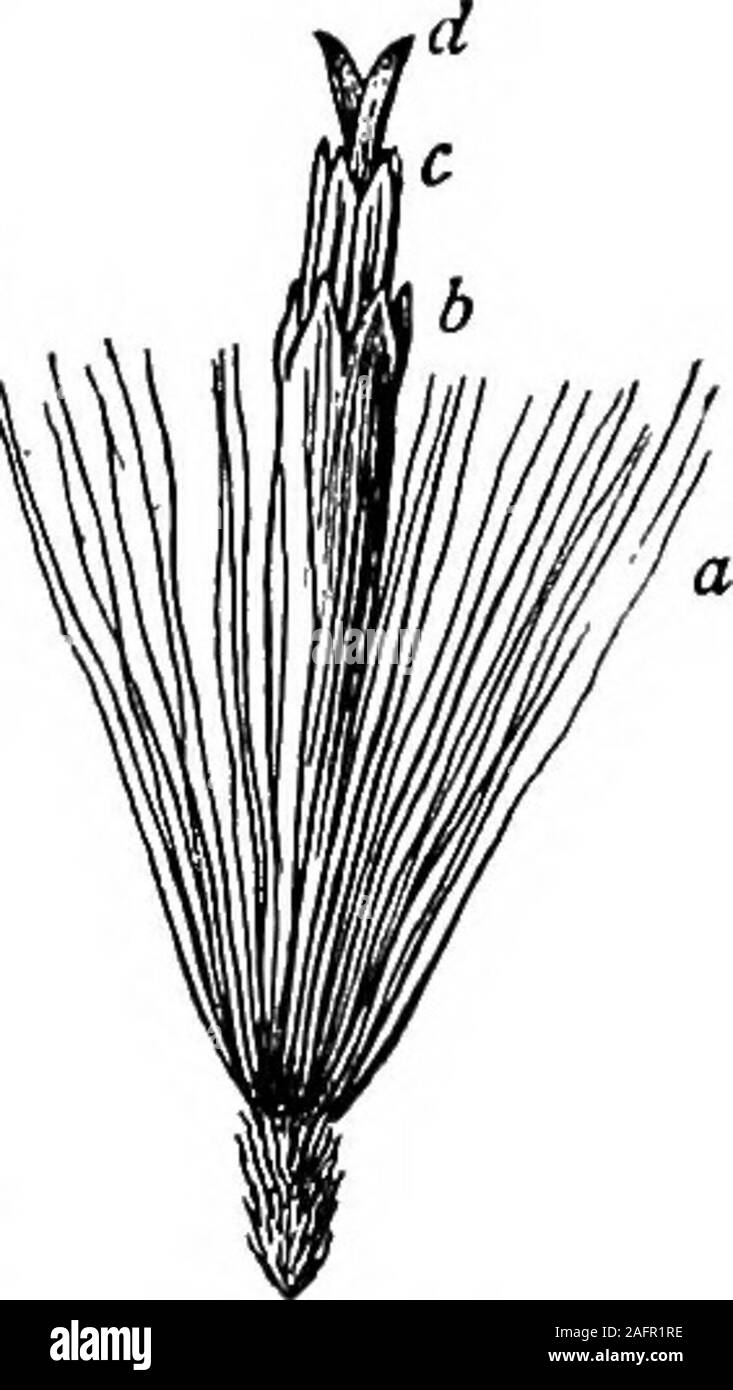 Common teasel plants Black and White Stock Photos & Images - Alamy