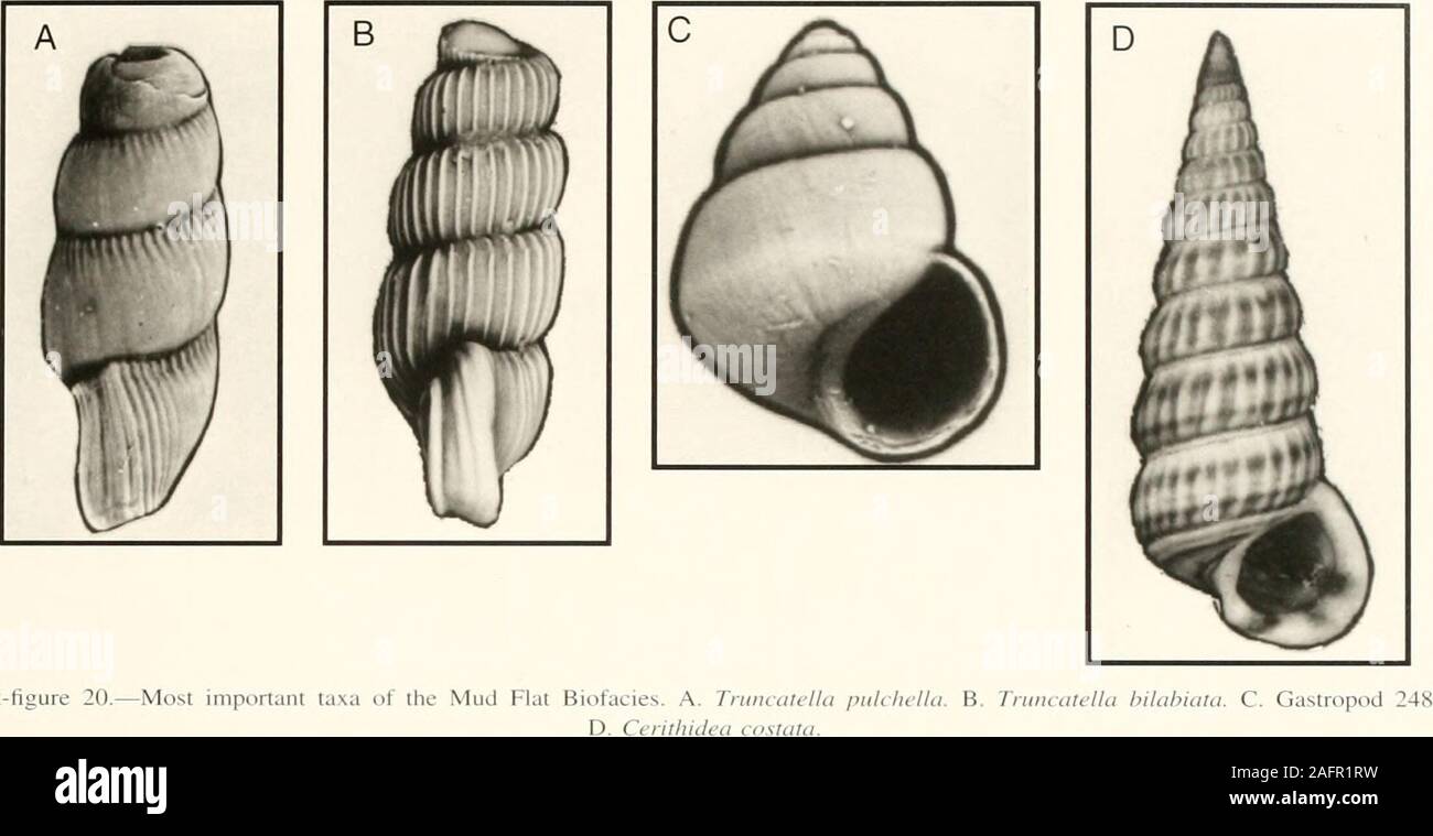 . Bulletins of American paleontology. of the keys in Florida Bay.These ...