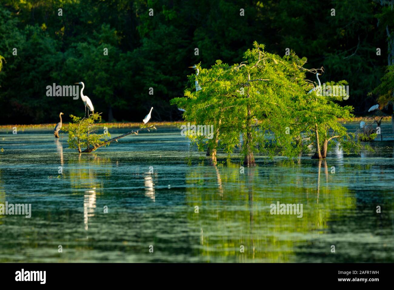 White Cedar Swamp High Resolution Stock Photography and Images - Alamy