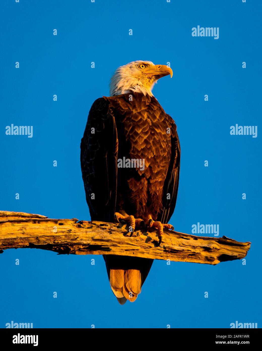 APRIL 26, 2019, LAKE MARTIN SWAMP, LOUISIANA - Bald Eagle sits in ...
