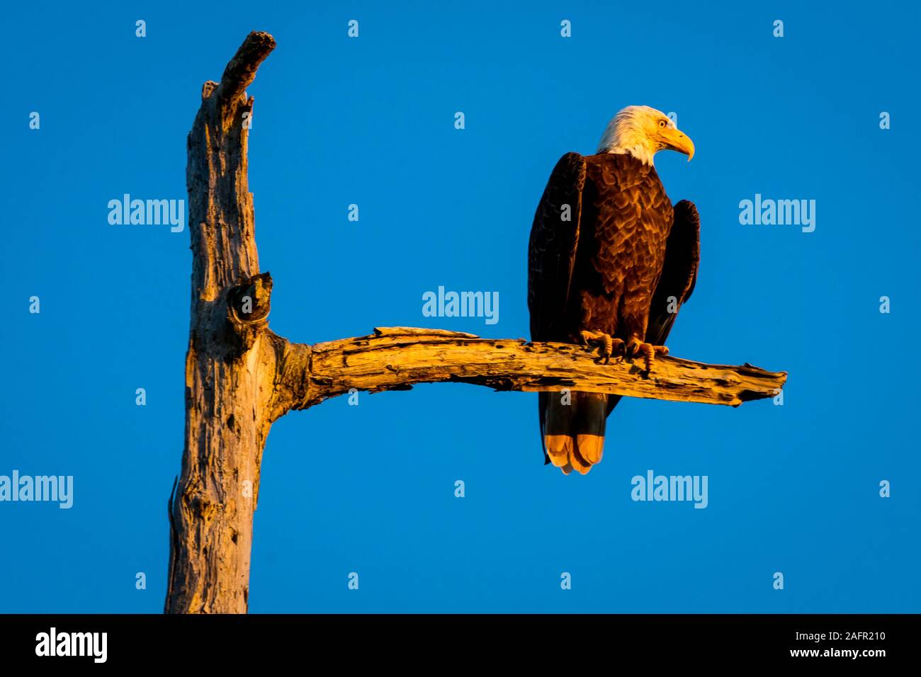 Heraldic american eagles hi-res stock photography and images - Alamy
