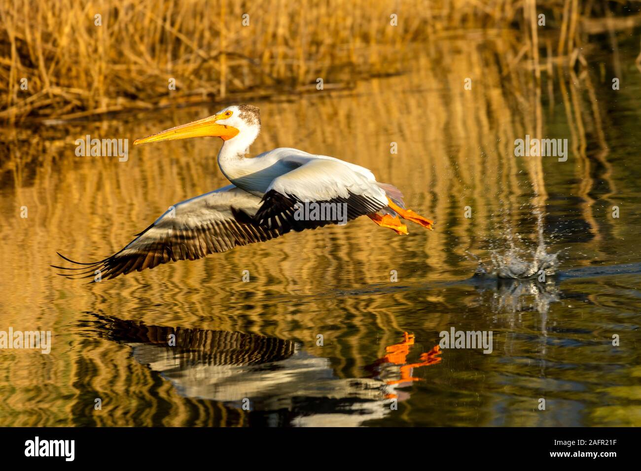 MAY 26 2019, IRRIGON OREGON, USA - Irrigon Hatchery and Nature ...