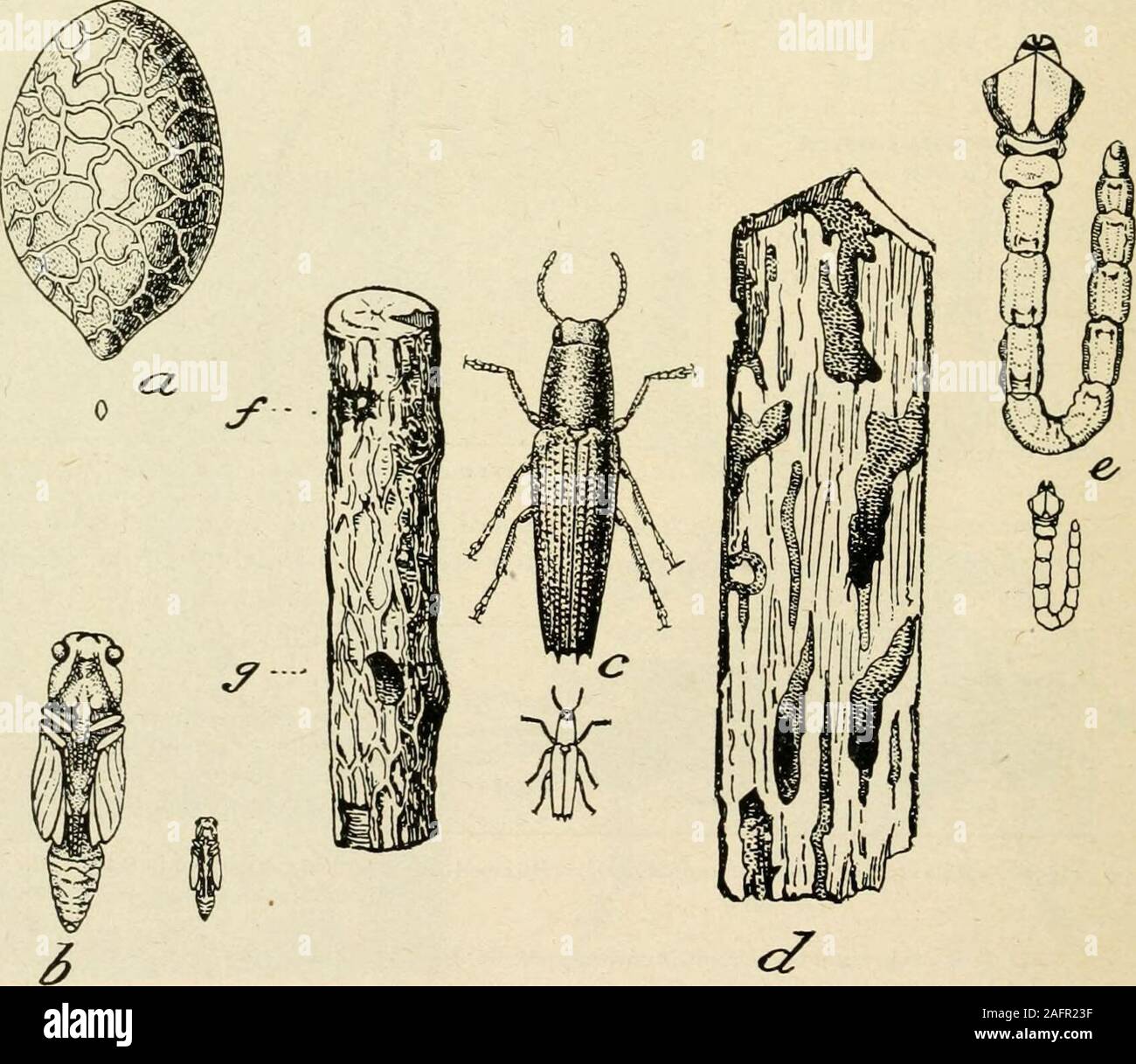 Schizodactylus monstrosus hi-res stock photography and images - Alamy