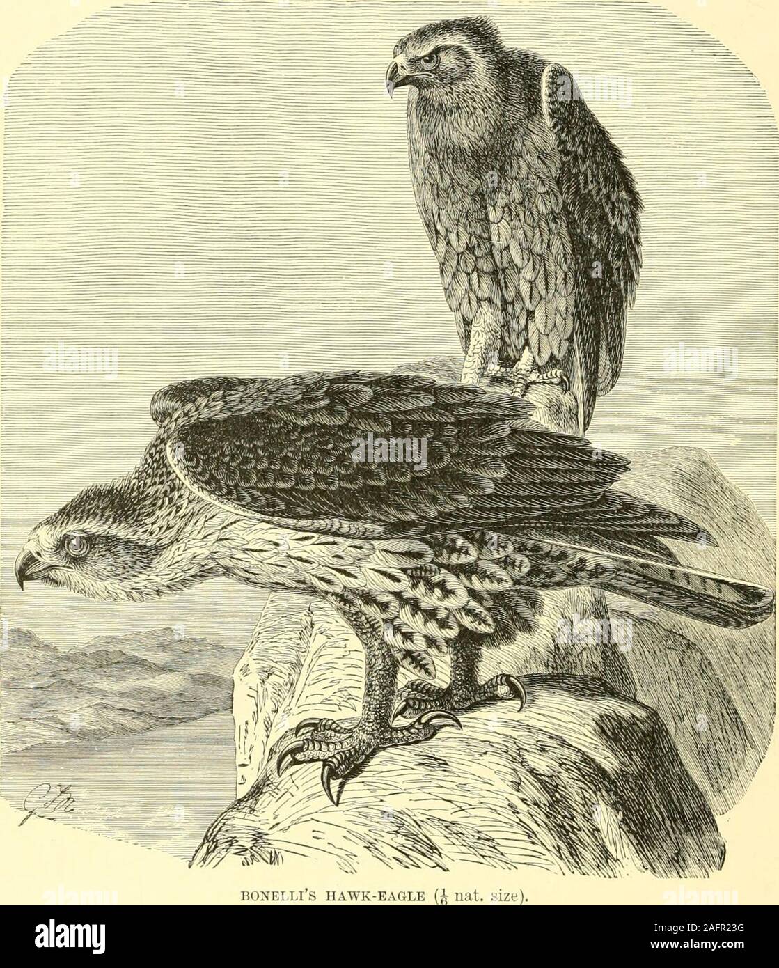 Fourth toe hi-res stock photography and images - Alamy