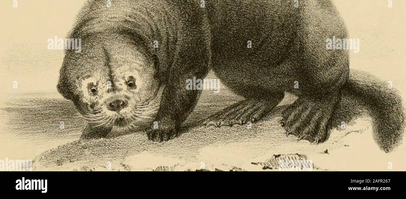 Bloated whale hi-res stock photography and images - Alamy