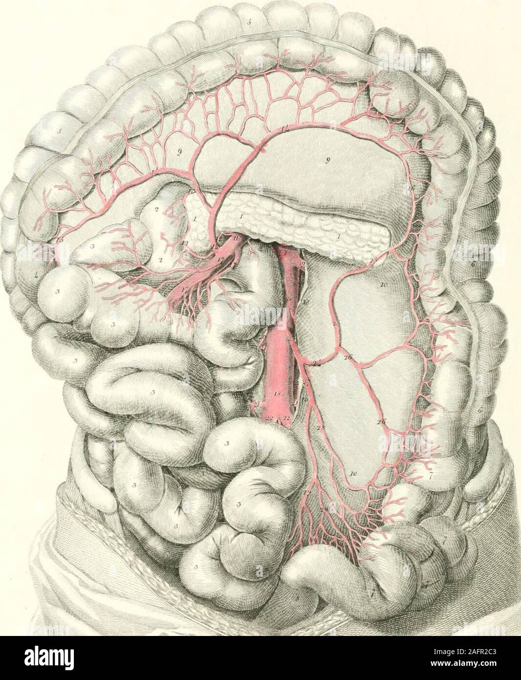 Middle Colic Artery Anastomosis