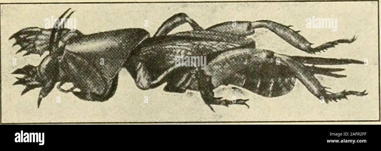 Acridium hi-res stock photography and images - Alamy