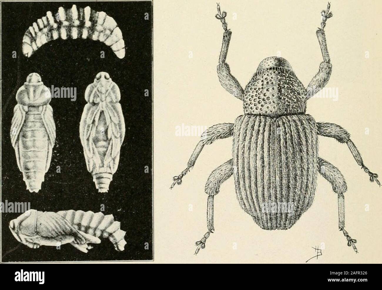 . A manual of dangerous insects likely to be introduced in the United ...