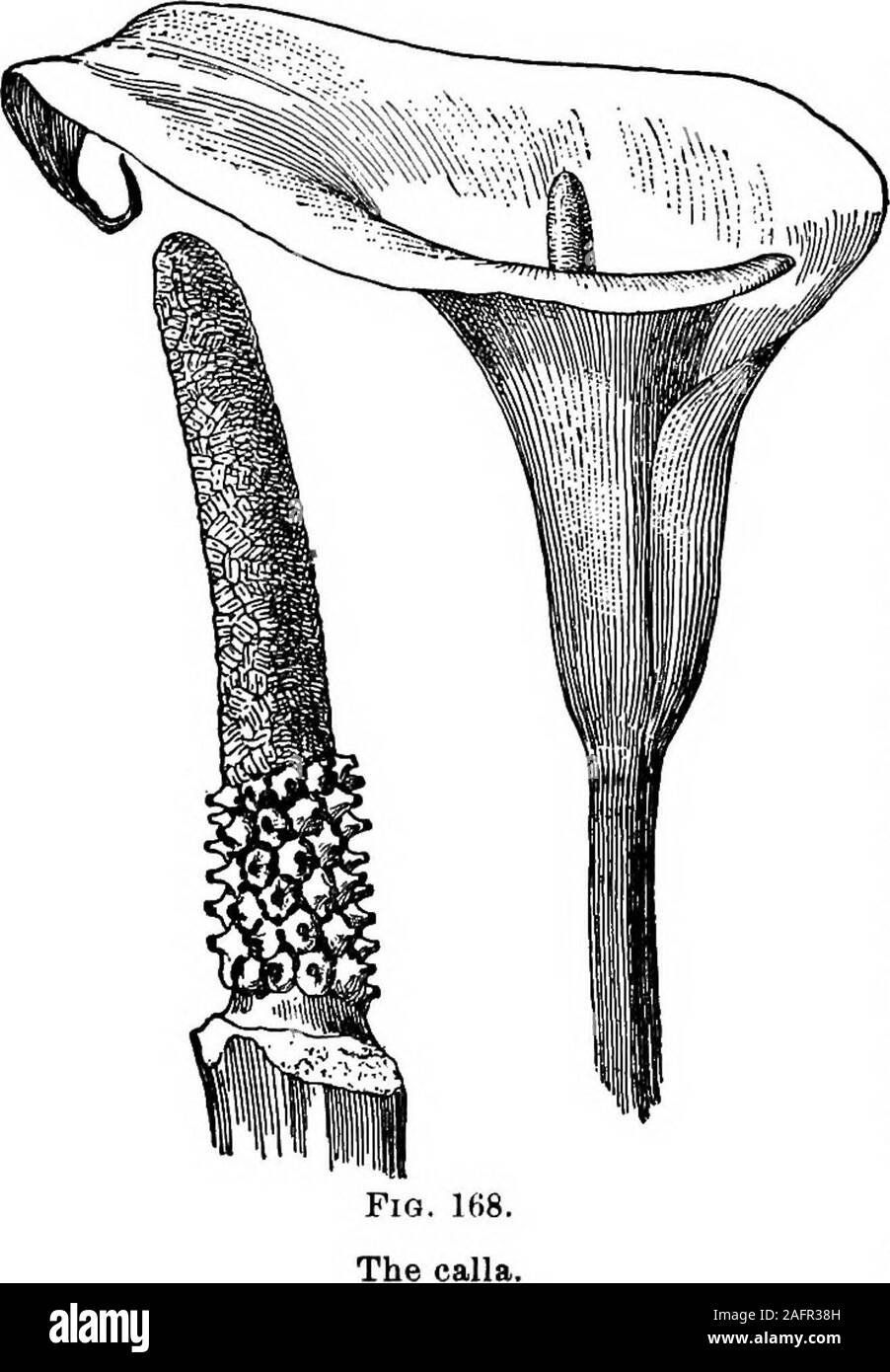 Indian corn with husks Black and White Stock Photos & Images - Alamy