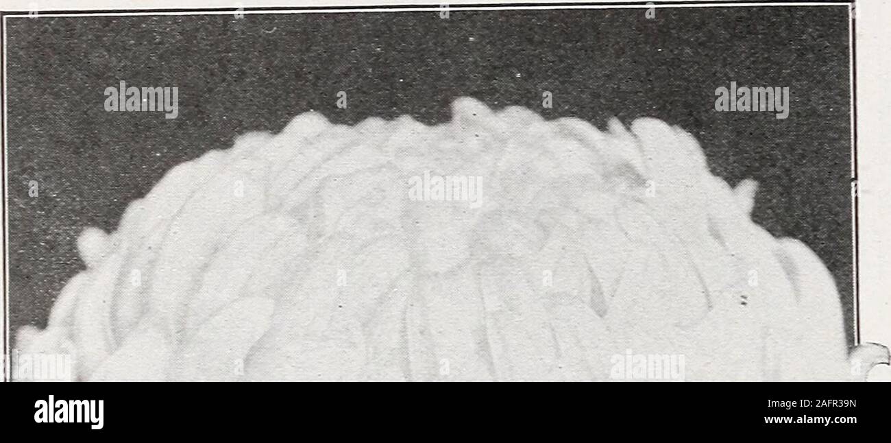 . Dingee guide to rose culture. DlNGEE CiUIDETo ROSE CULTURE ...