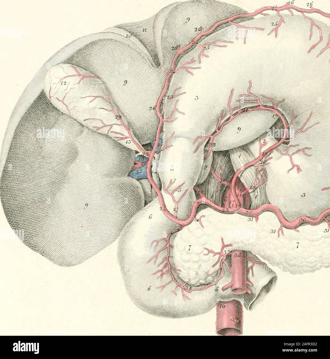 Hepatic gas hi-res stock photography and images - Alamy