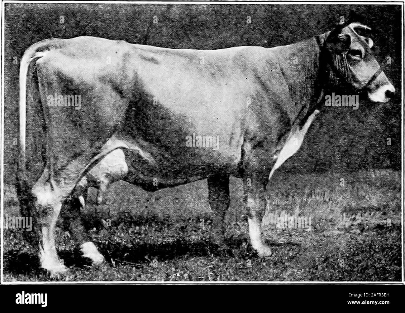 . Western agriculture. Figure 127.—A noted Brown Swiss bull, Reuben ...