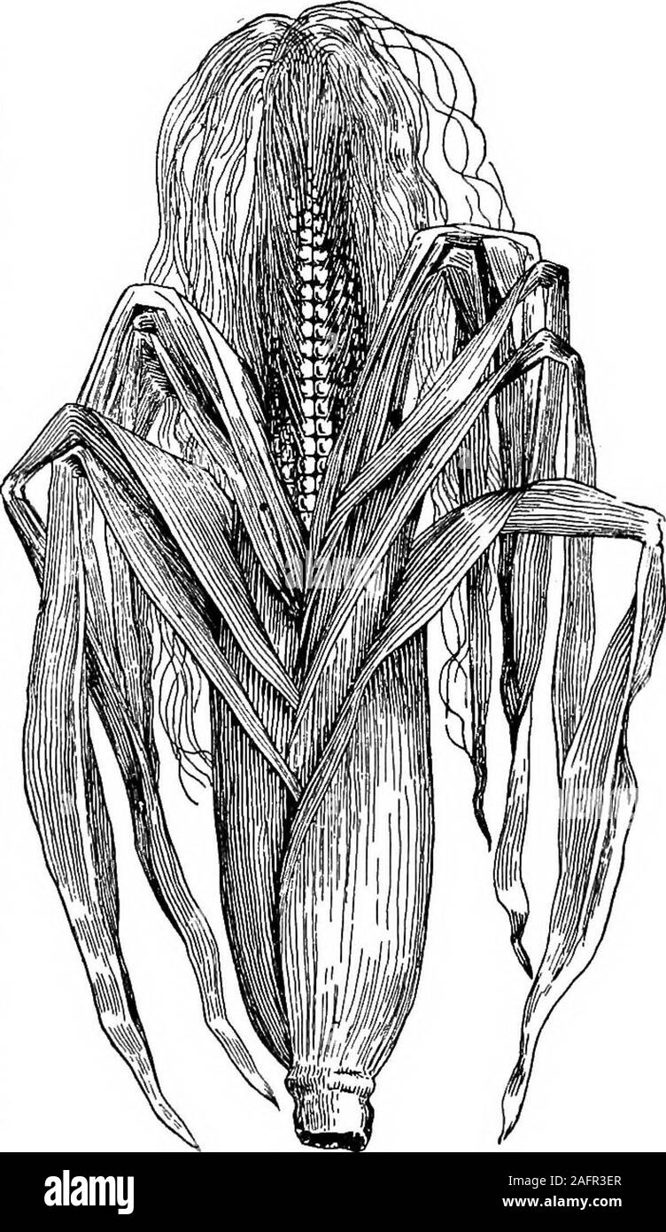 Patica Black and White Stock Photos & Images - Alamy