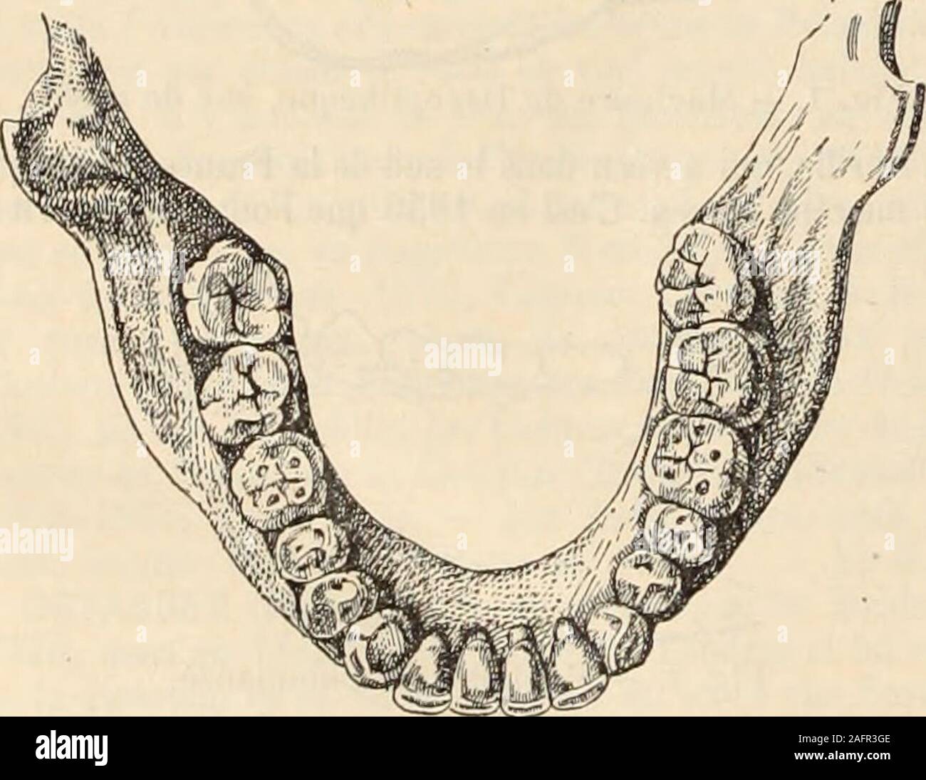 Dentition humaine hi-res stock photography and images - Alamy