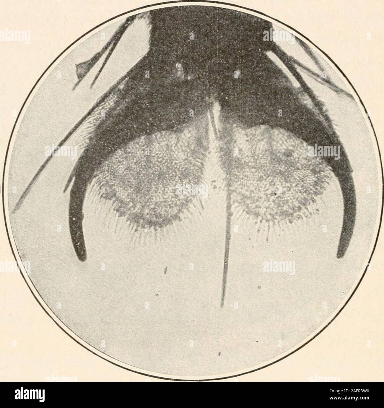 Disease spreading insects hi-res stock photography and images - Alamy