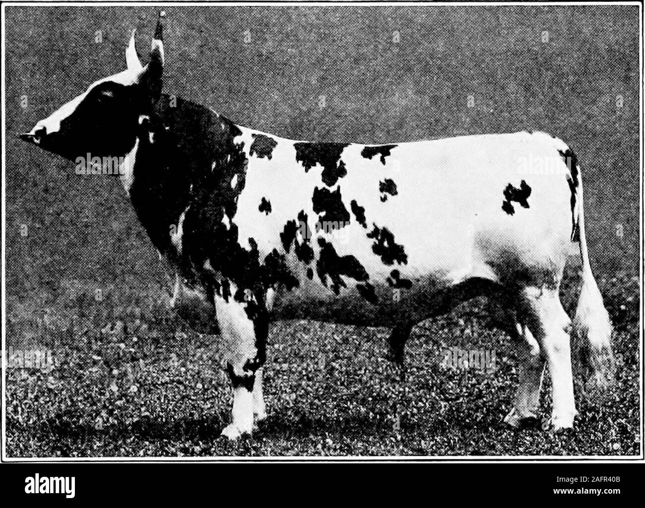 Old dutch cattle breed hi-res stock photography and images - Alamy
