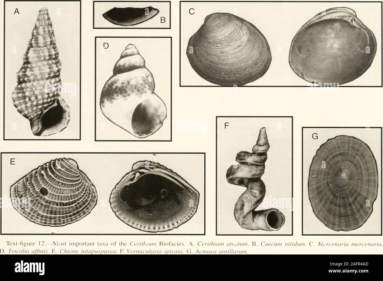 Vermicularia spirata hi-res stock photography and images - Alamy