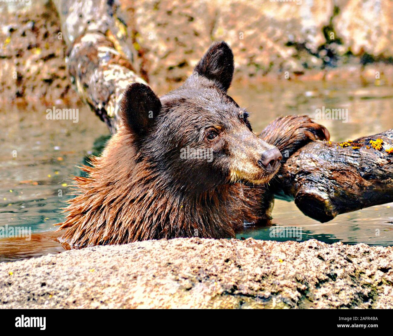 Bear Cooling Off Holding a Log Stock Photo - Alamy