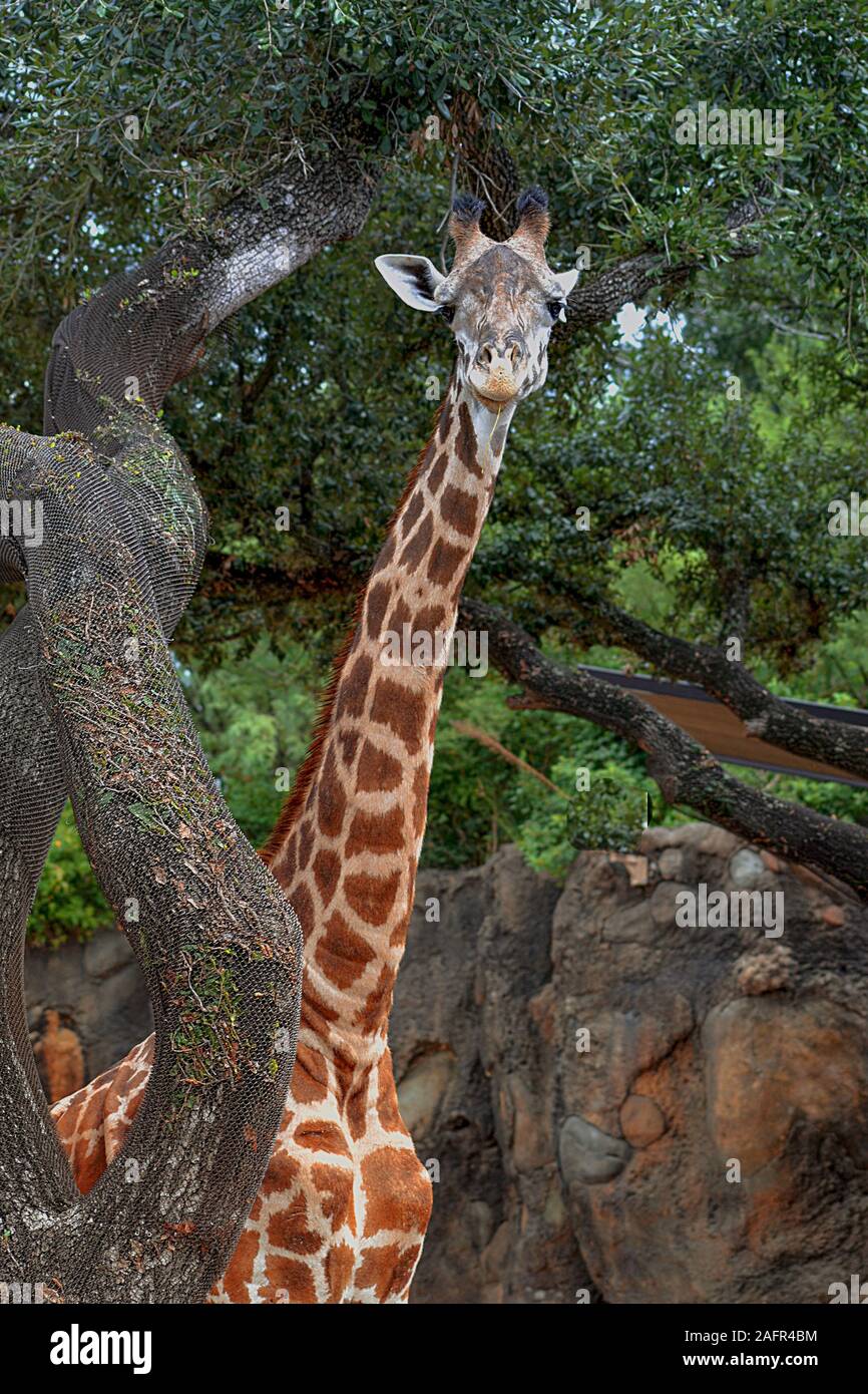 Giraffe Peeking Around a Tree Stock Photo - Alamy