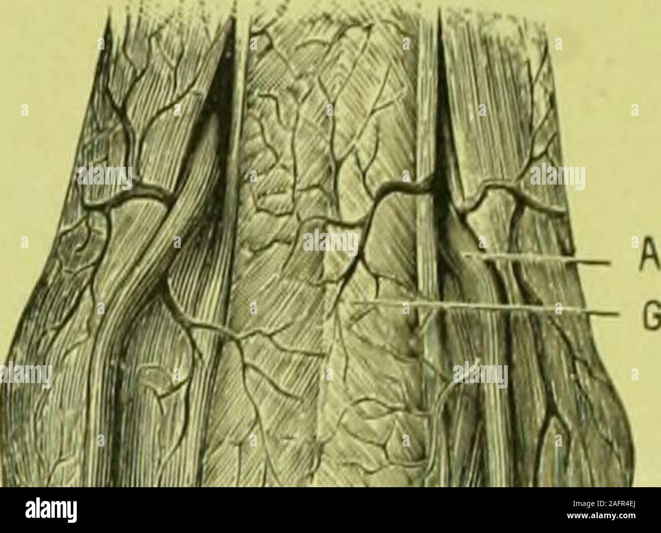 . The standard horse book, comprising the taming, controlling and ...