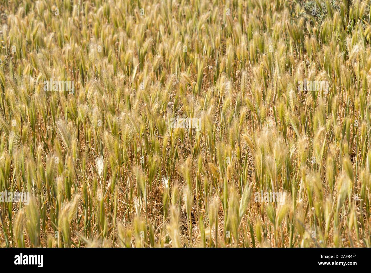 Field cultivated with grain hi-res stock photography and images - Alamy