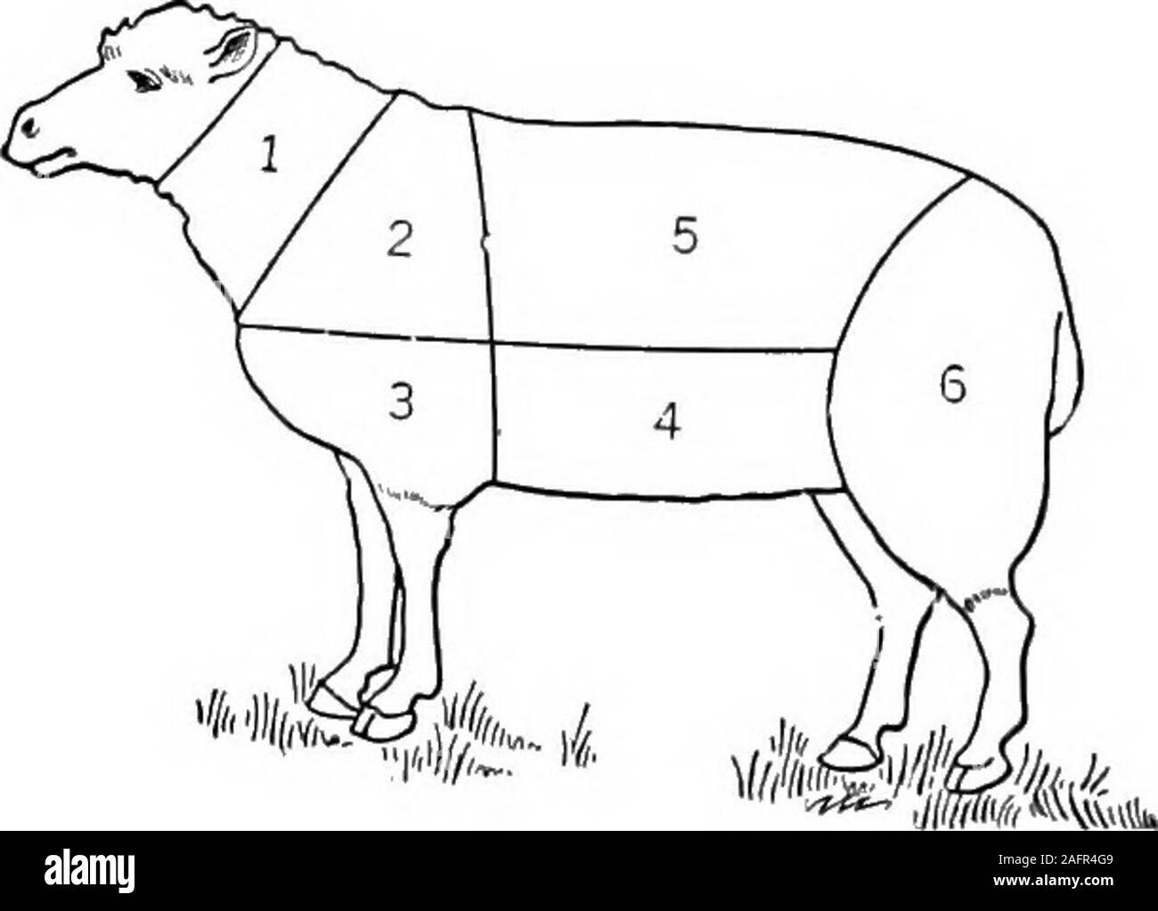 Veal bones Black and White Stock Photos & Images - Alamy