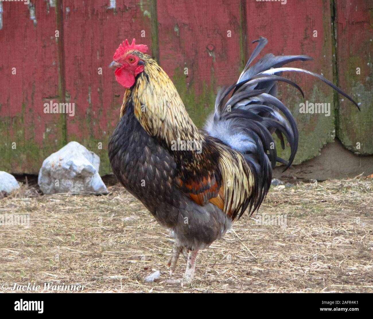 Rooster in front of Barn Stock Photo - Alamy