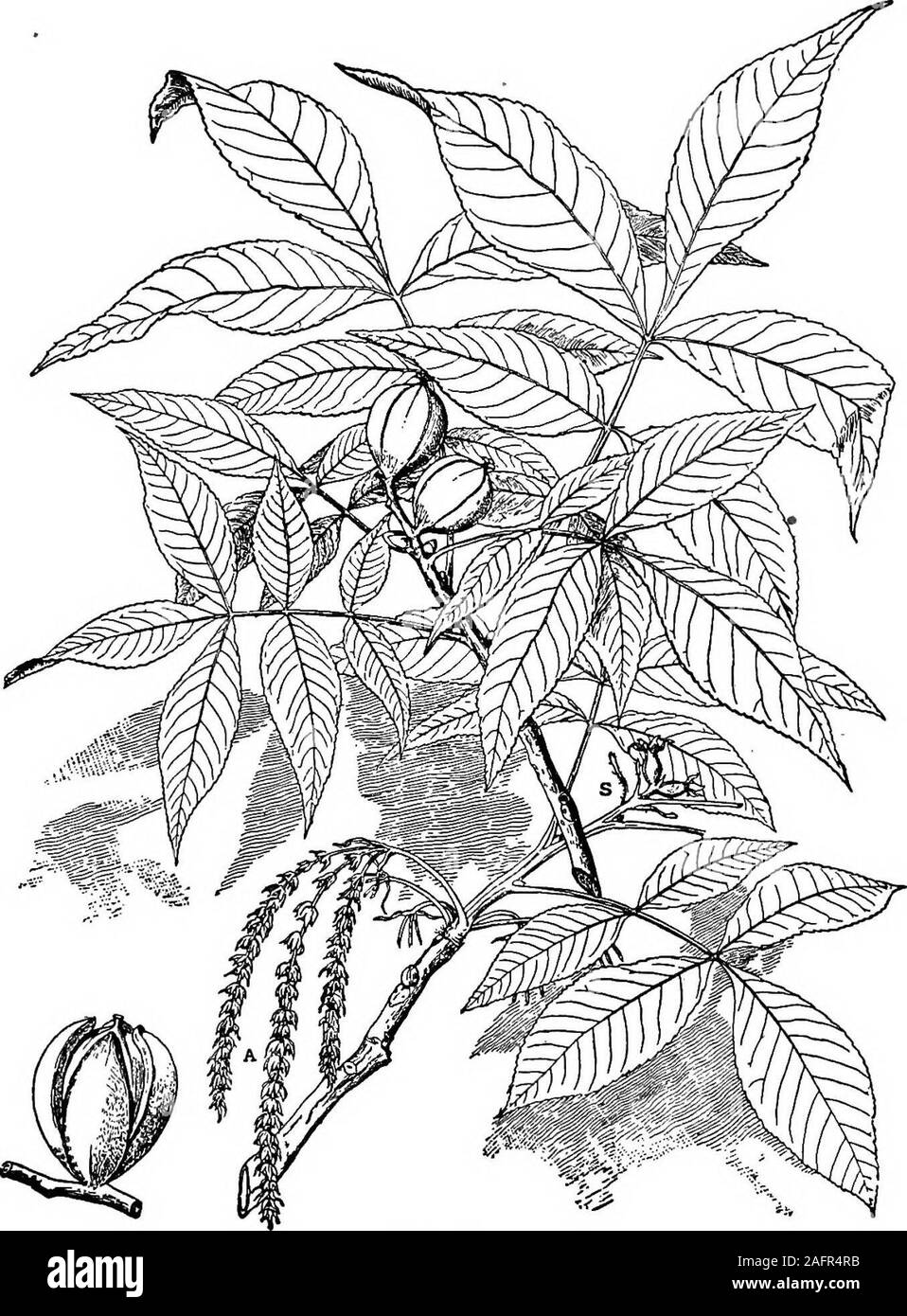 Hazel structure Black and White Stock Photos & Images - Alamy