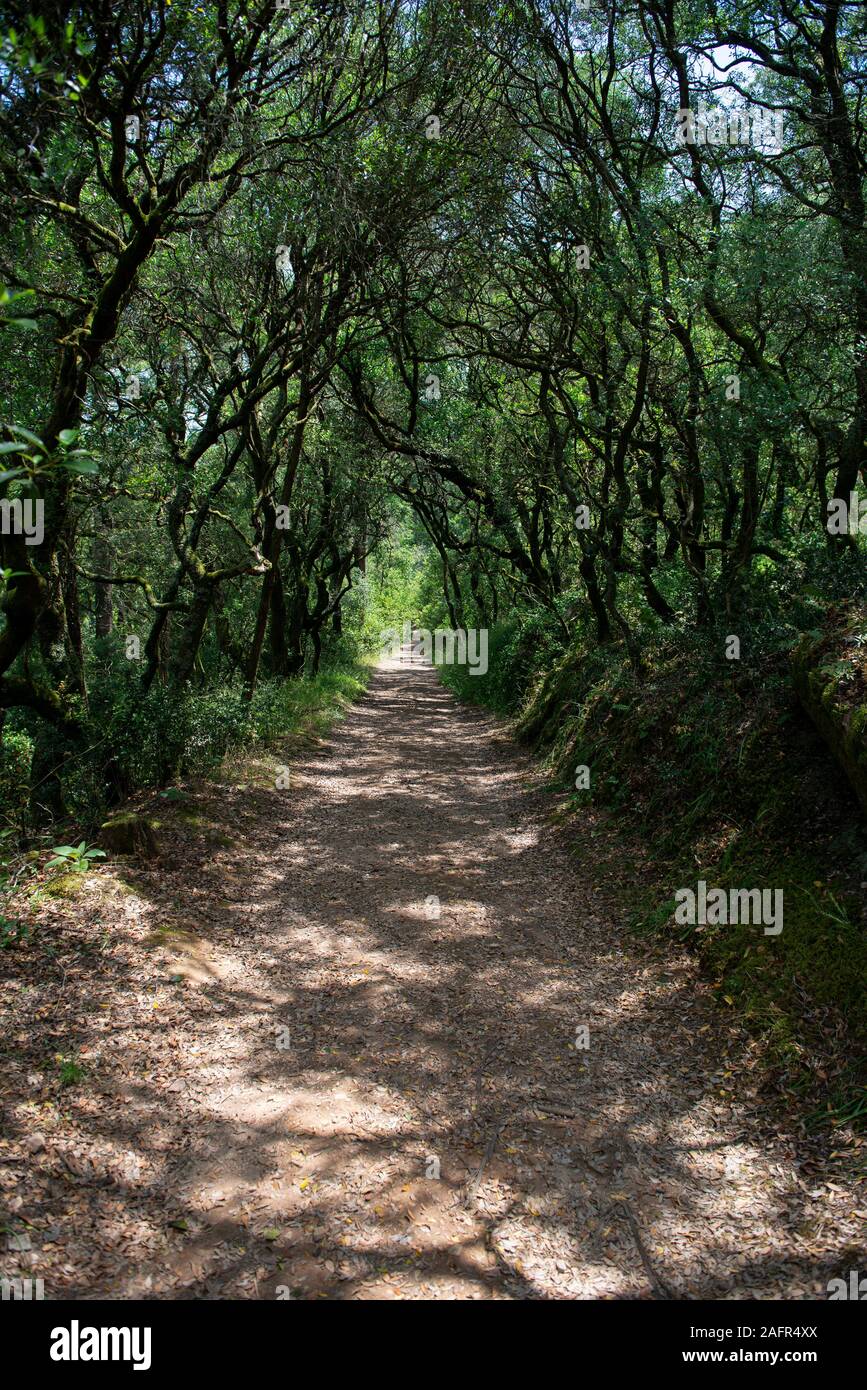 Bucaco national forest hi-res stock photography and images - Alamy