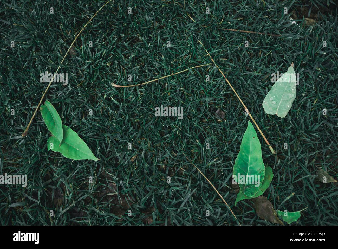 Moody sky background foliage hi-res stock photography and images - Alamy
