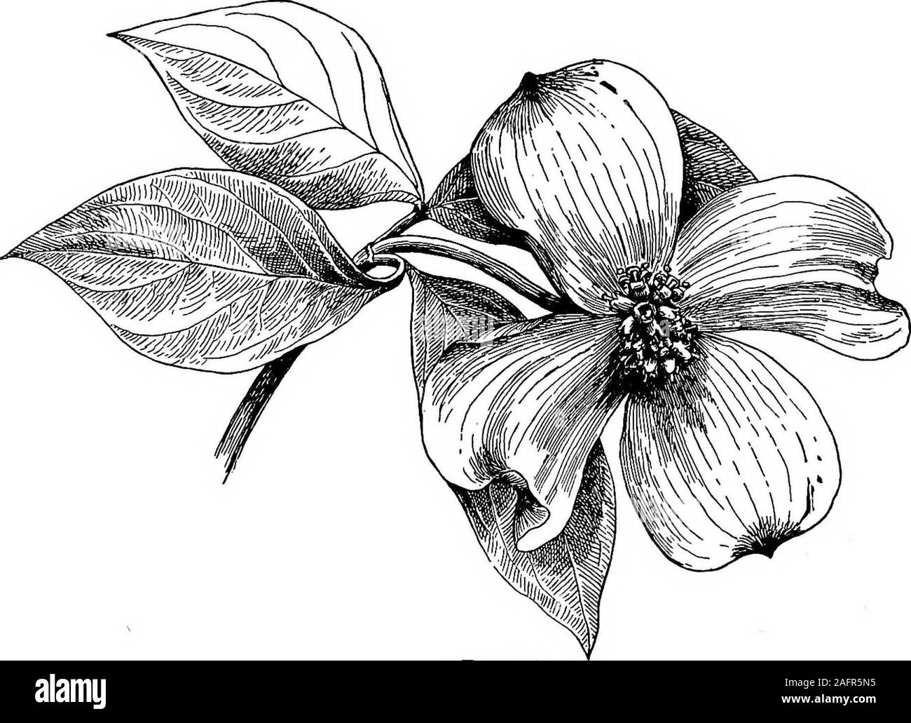 Separated petals Black and White Stock Photos & Images - Alamy