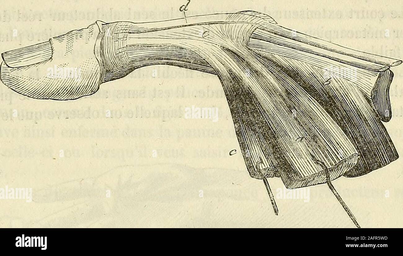 Muscle adducteur du pouce hi-res stock photography and images - Alamy