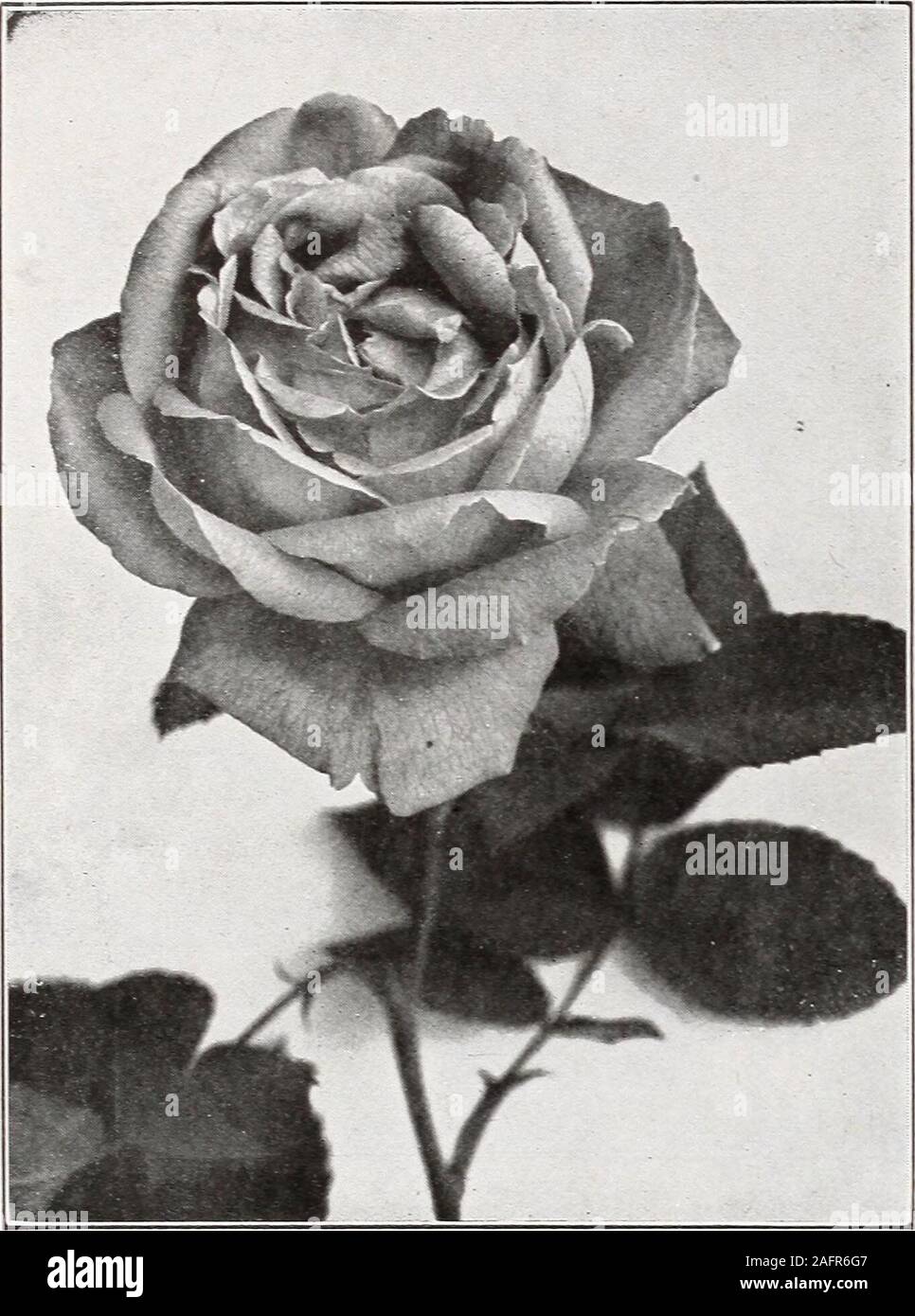 Maroon flush color hi-res stock photography and images - Alamy