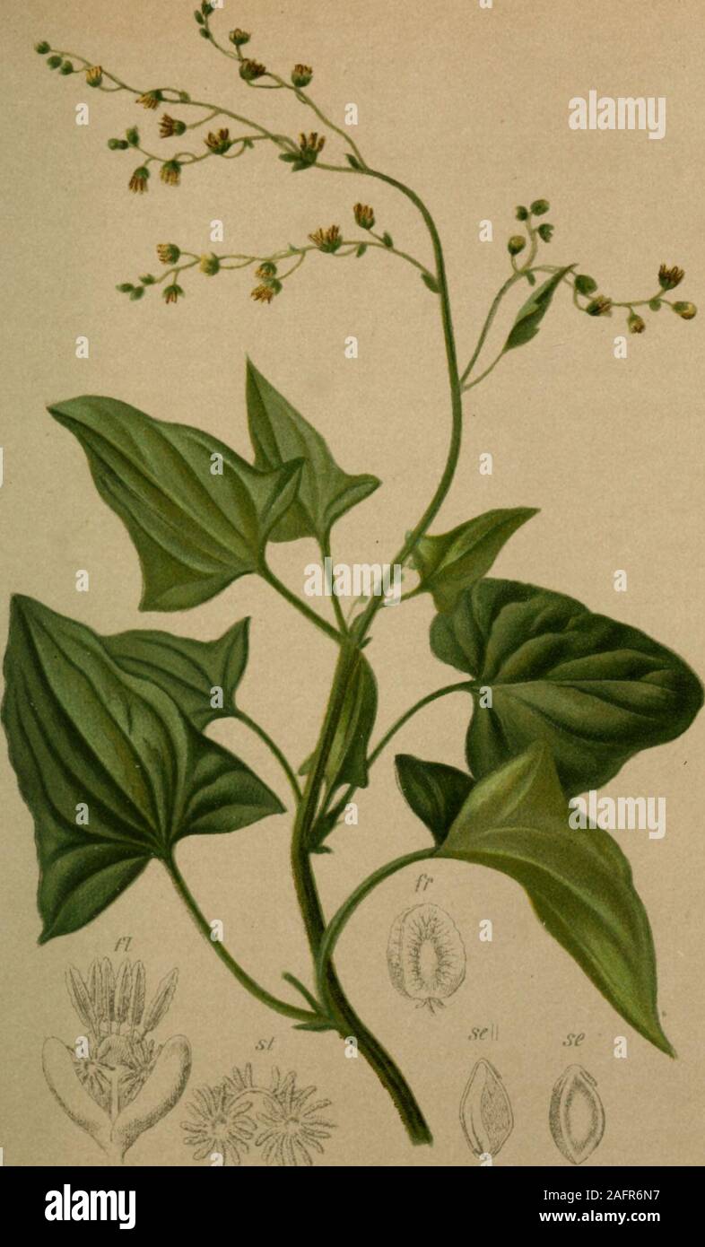 . Atlas der Alpenflora. 419. Rumex alpinus L. — Alpen-Ampfer ...