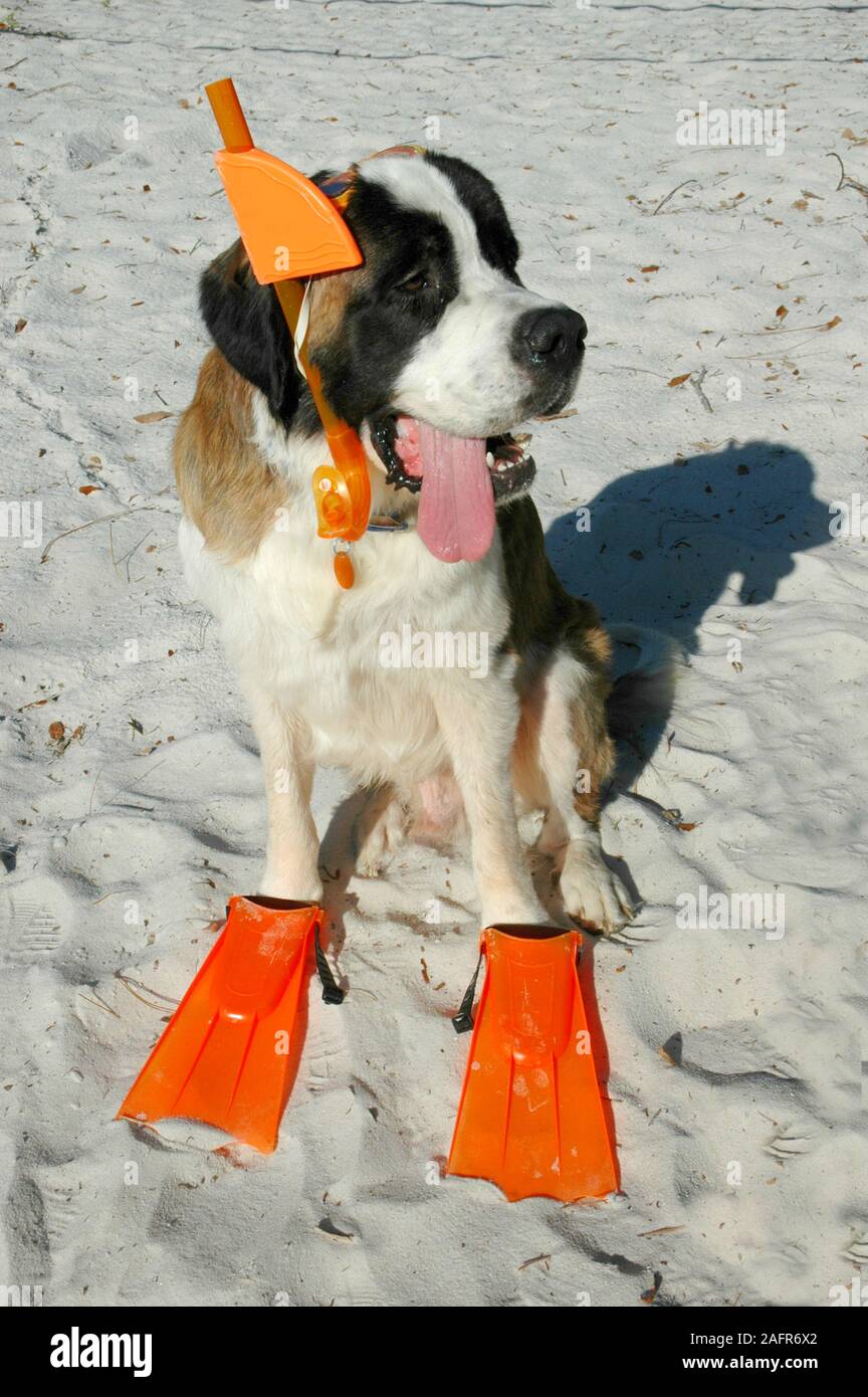 Snorkeling dog hi-res stock photography and images - Alamy