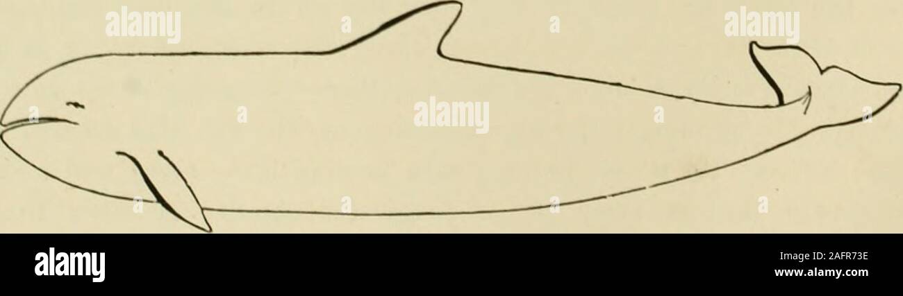 Grampuses High Resolution Stock Photography and Images - Alamy