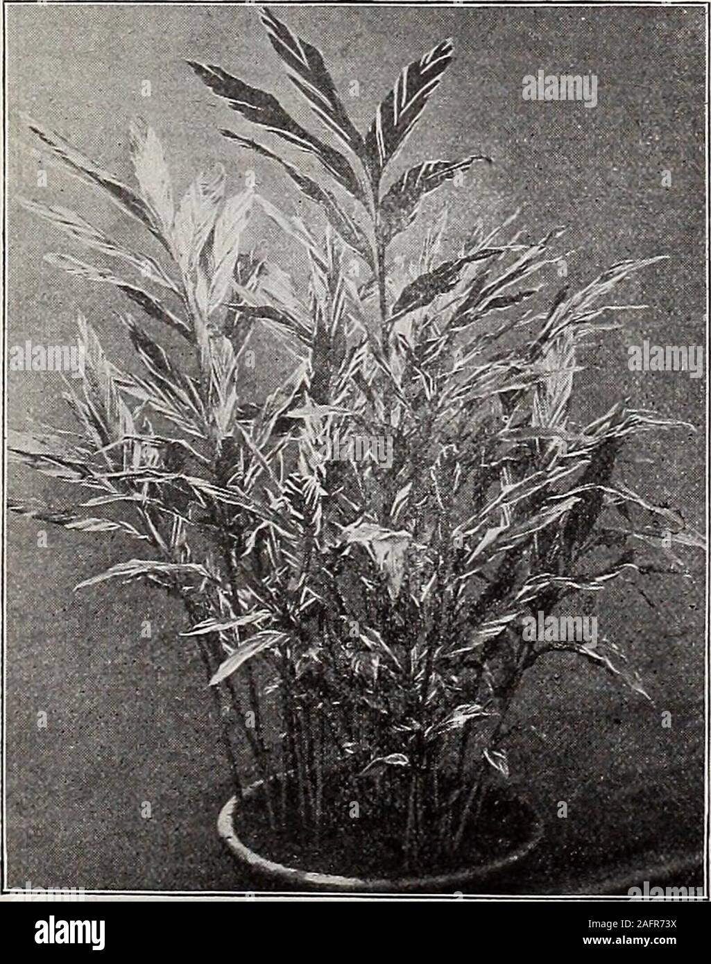White aroids hi-res stock photography and images - Alamy