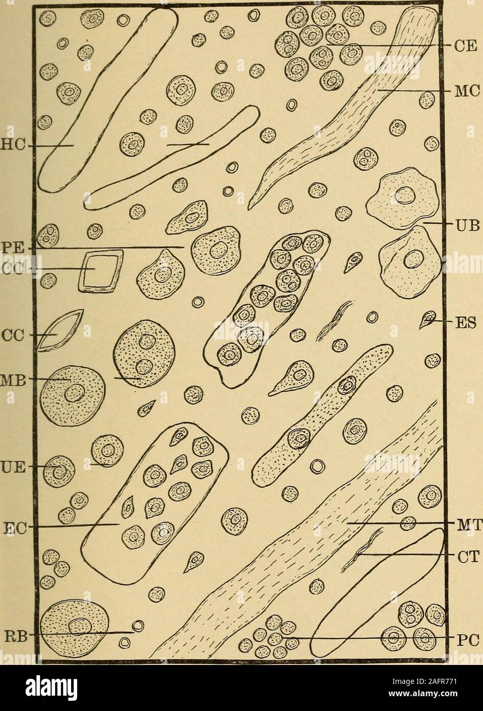 . Urinary analysis and diagnosis by microscopical and chemical ...