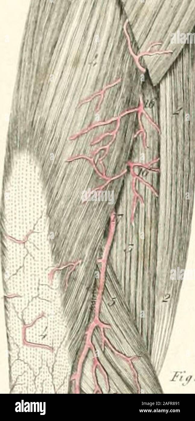 . Plates of the arteries of the human body. l. 60, 60. Anterior digito ...