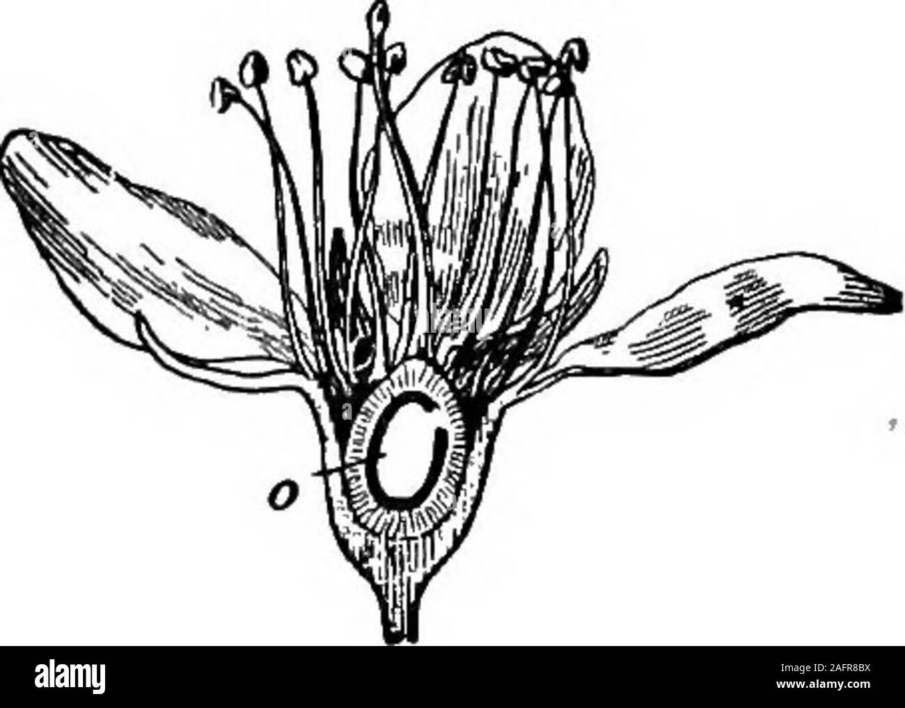 Compound walls Black and White Stock Photos & Images - Alamy