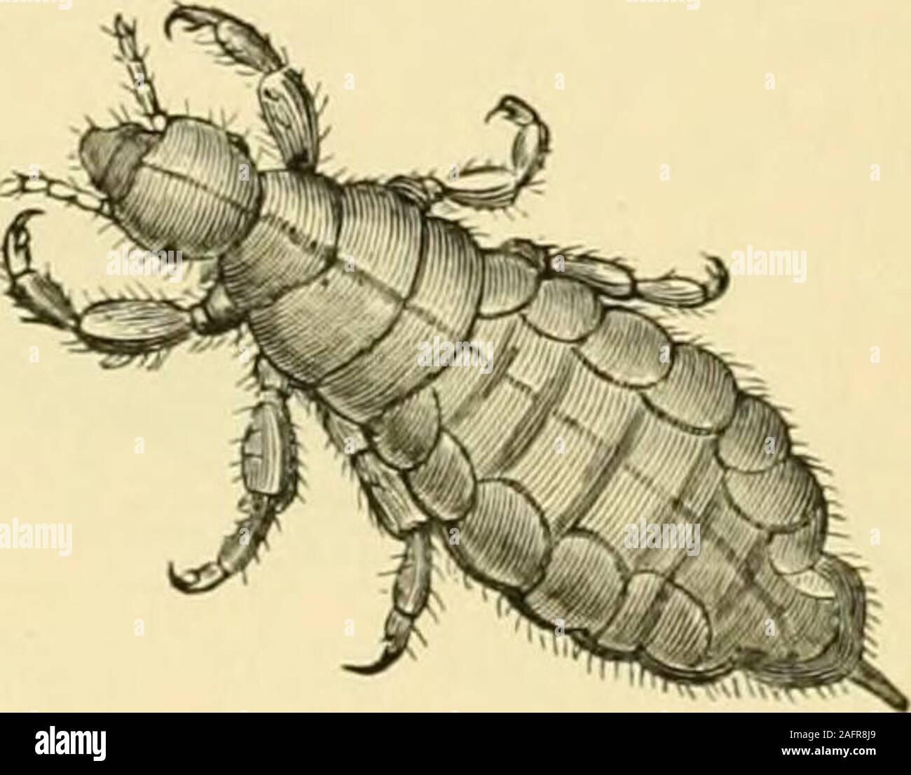 Head lice louse eggs hi-res stock photography and images - Alamy