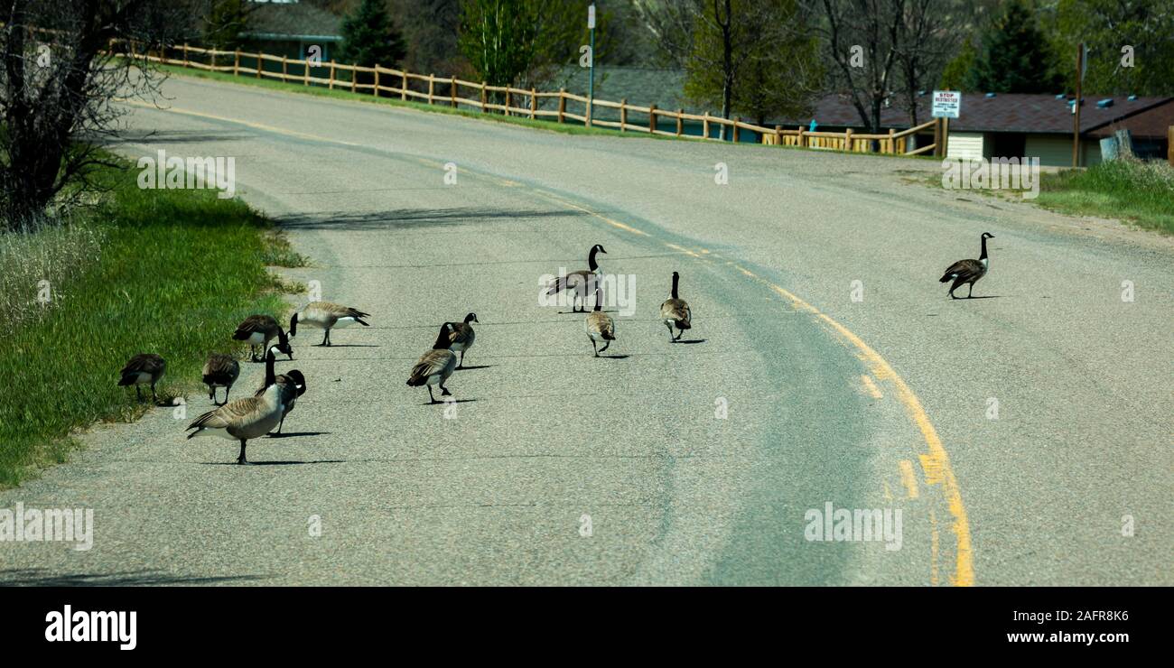 MAY 23 2019, USA - Canadian Geese crossing road Stock Photo - Alamy