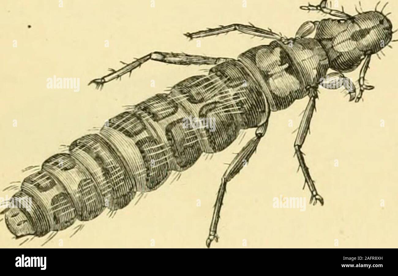 . The transformations (or metamorphoses) of insects (Insecta, Myriapoda ...