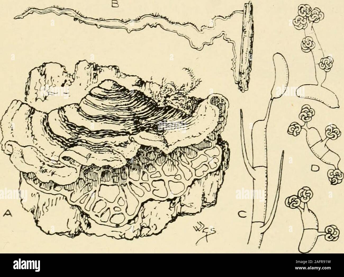 105 drawings hi-res stock photography and images - Alamy