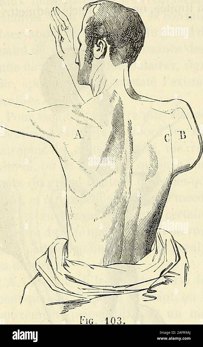 Scapulum hi-res stock photography and images - Alamy