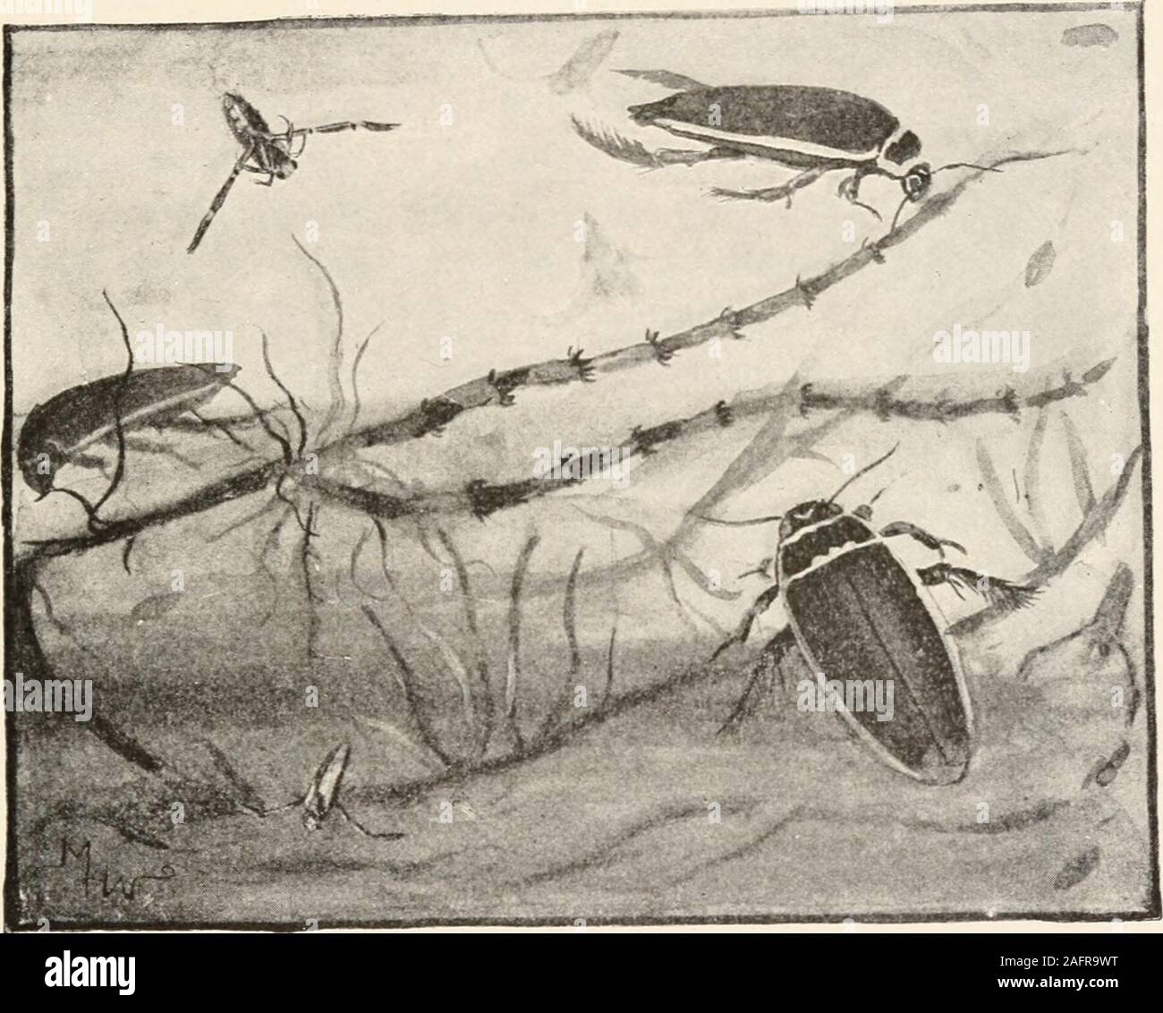 Whirligig beetles hi-res stock photography and images - Alamy