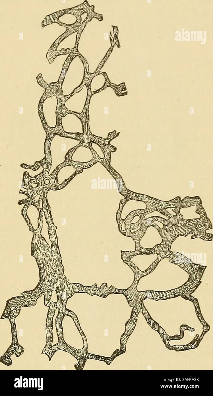 . Cyclopædia of obstetrics and gynecology. ne, andmore rarely from the ...