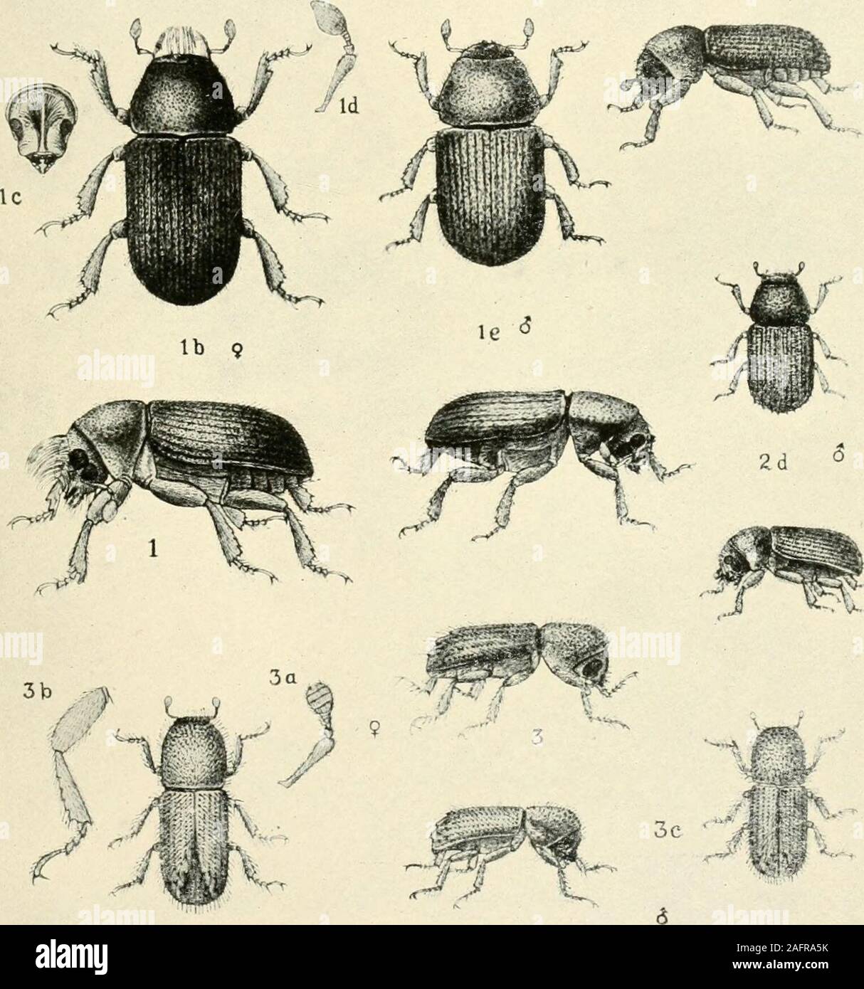 . A manual of dangerous insects likely to be introduced in the United ...