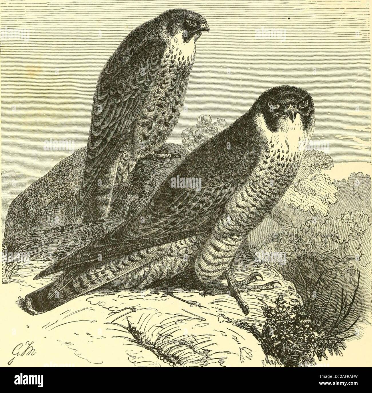 Black nape in female birds hi-res stock photography and images - Alamy